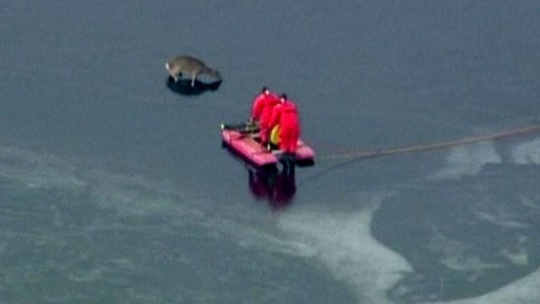 Deer Stuck On Ice Pulled To Safety On Sled | US News | Sky News