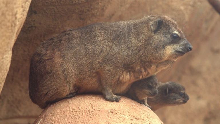 Secret Family Ties Of Rock Rabbits | UK News | Sky News