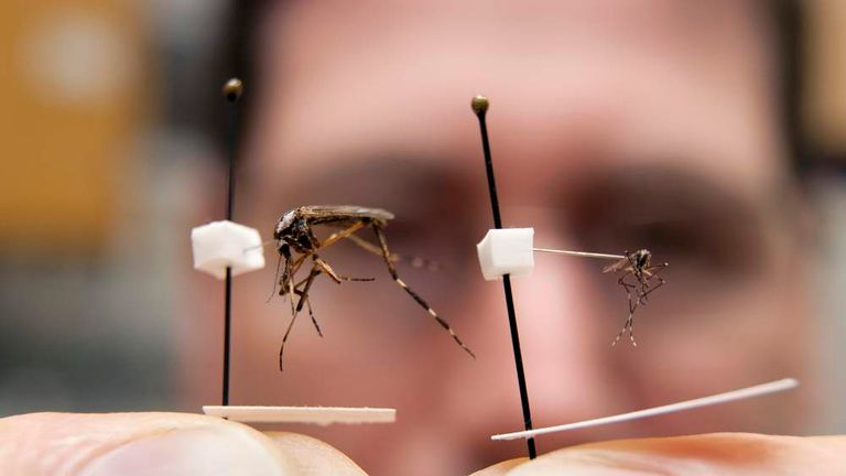 Giant Mosquitoes Look Set To Invade Florida | US News | Sky News