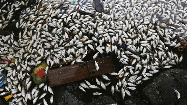 Dead Fish Swamp Rio Olympic Sailing Venue | World News | Sky News