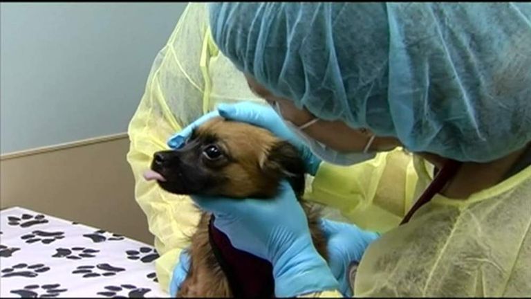 Dog Flu Infects Thousands Of Animals In US | US News | Sky News
