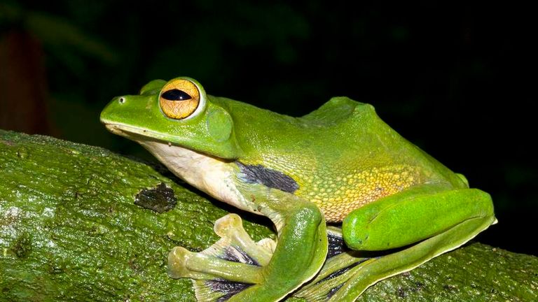 Flying Frog: New Species Found In Vietnam | World News | Sky News