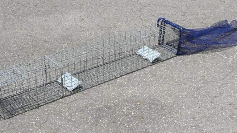 Everglades' Pythons: New Trap To Catch Snakes | US News | Sky News