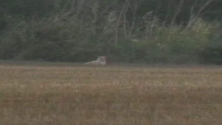 Police Call Off Search For Essex Lion | UK News | Sky News Police Call Off Search For Essex Lion | UK News | Sky News