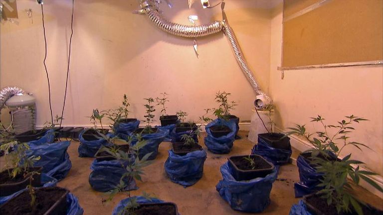 Scratch And Sniff Cards To Weed Out Drug Farms | UK News | Sky News