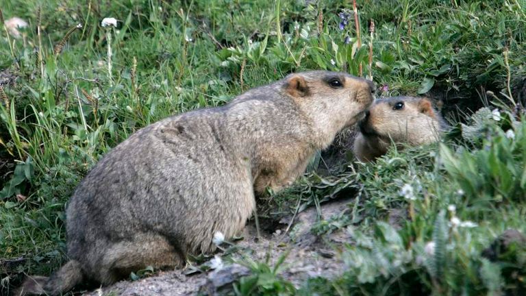 Chinese City Sealed Off Over Plague Death | World News | Sky News