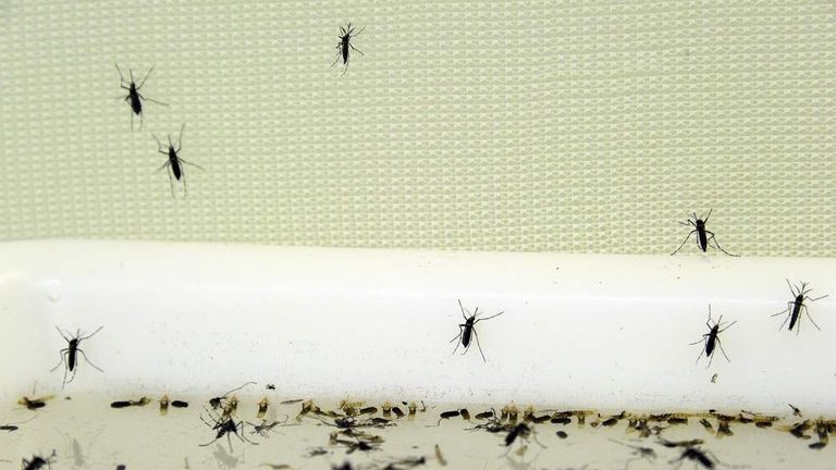 Dengue Fever Hits Portuguese Island Of Madeira | World News | Sky News