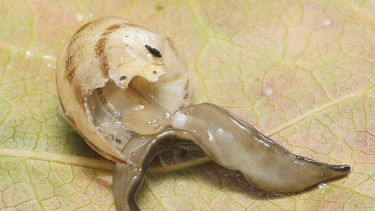 'Invasive' Flatworm Threatens Florida's Snails | US News | Sky News