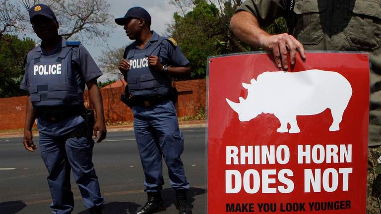 Rhino Horns Worth £2m Stolen In South Africa | World News | Sky News