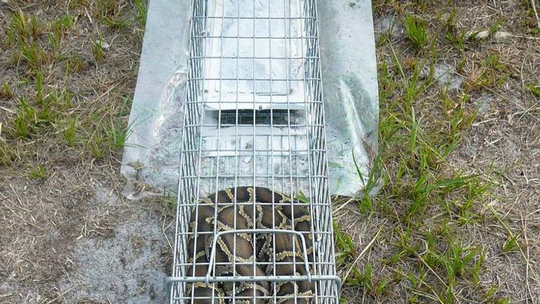 Everglades' Pythons: New Trap To Catch Snakes | US News | Sky News