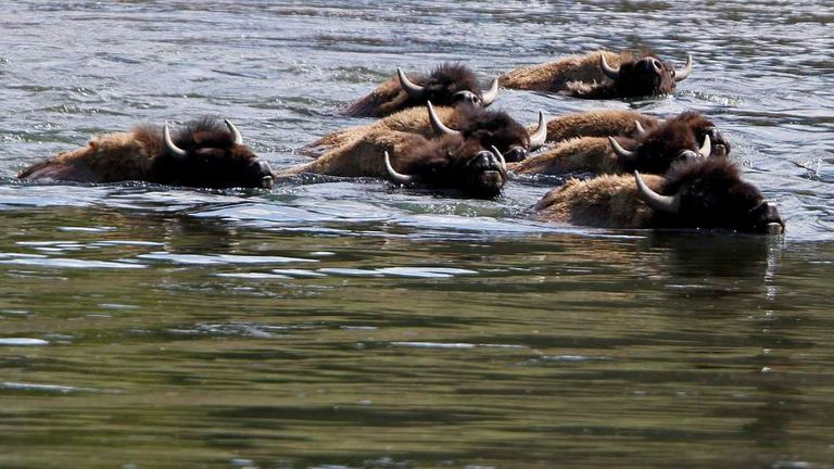 Yellowstone To Propose Killing 1,000 Bison | US News | Sky News