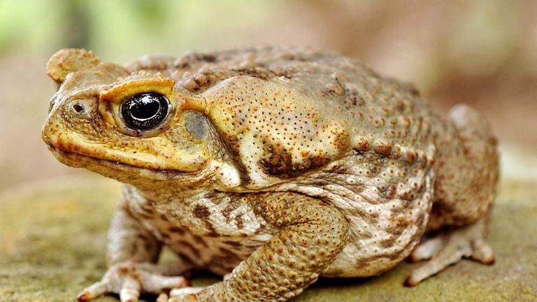 Cane Toads 'Wiping Out' Dwarf Crocodiles In Oz | World News | Sky News