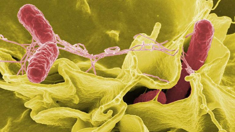 Salmonella Outbreak Cause Under Investigation | UK News | Sky News