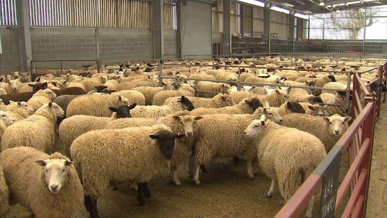 Sheep Rustling Gangs Targeted By Police | UK News | Sky News