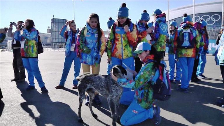 Sochi Orders Stray Dogs Cull Before Olympics | World News | Sky News