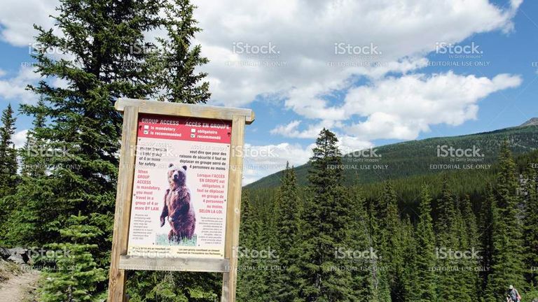 Climber Prizes Bear's Jaws Apart During Attack | World News | Sky News