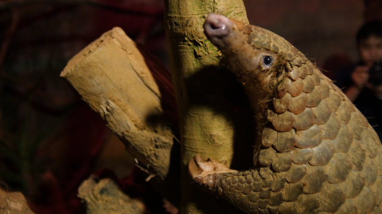 Nine Strange Facts About Endangered Pangolins | World News | Sky News