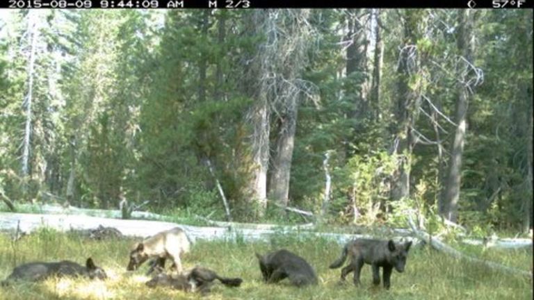 First Wolf Pack Since 1924 Spotted In California | US News | Sky News