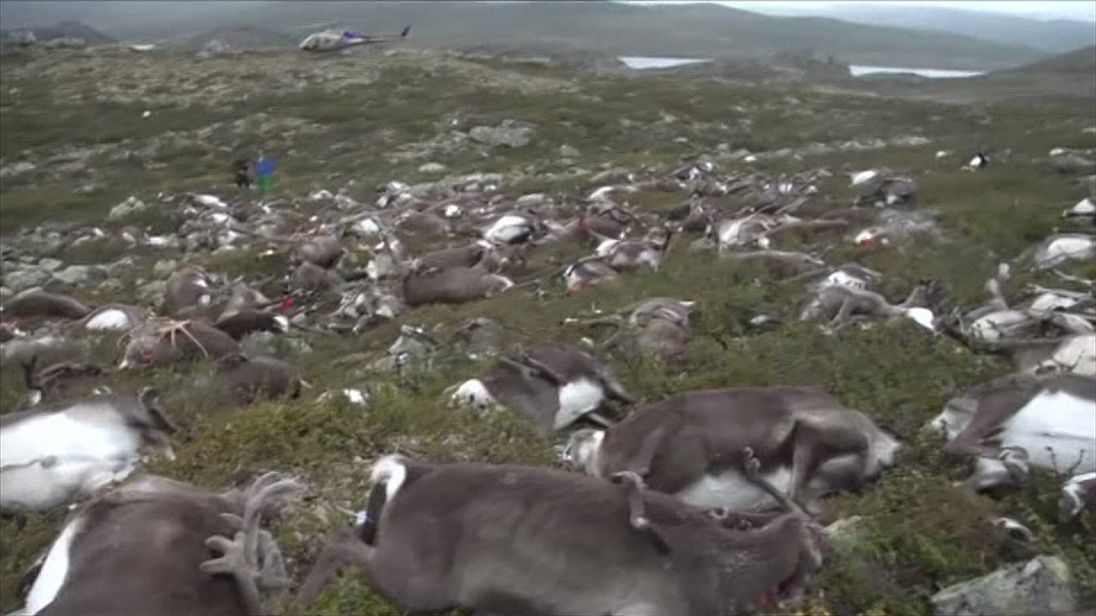 Lightning strike kills more than 300 wild reindeer in Norway