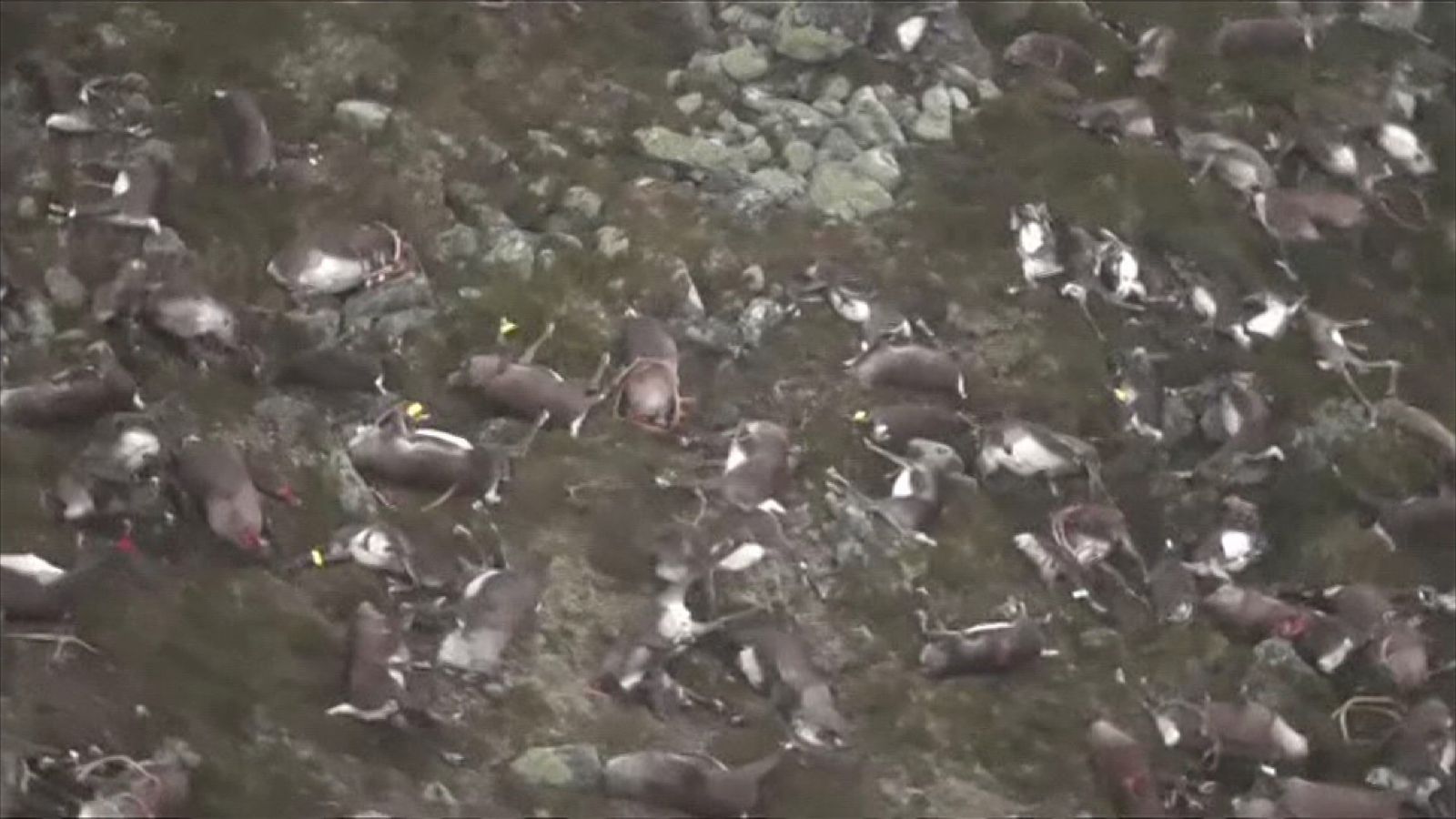 Lightning strike kills more than 300 wild reindeer in Norway | World ...