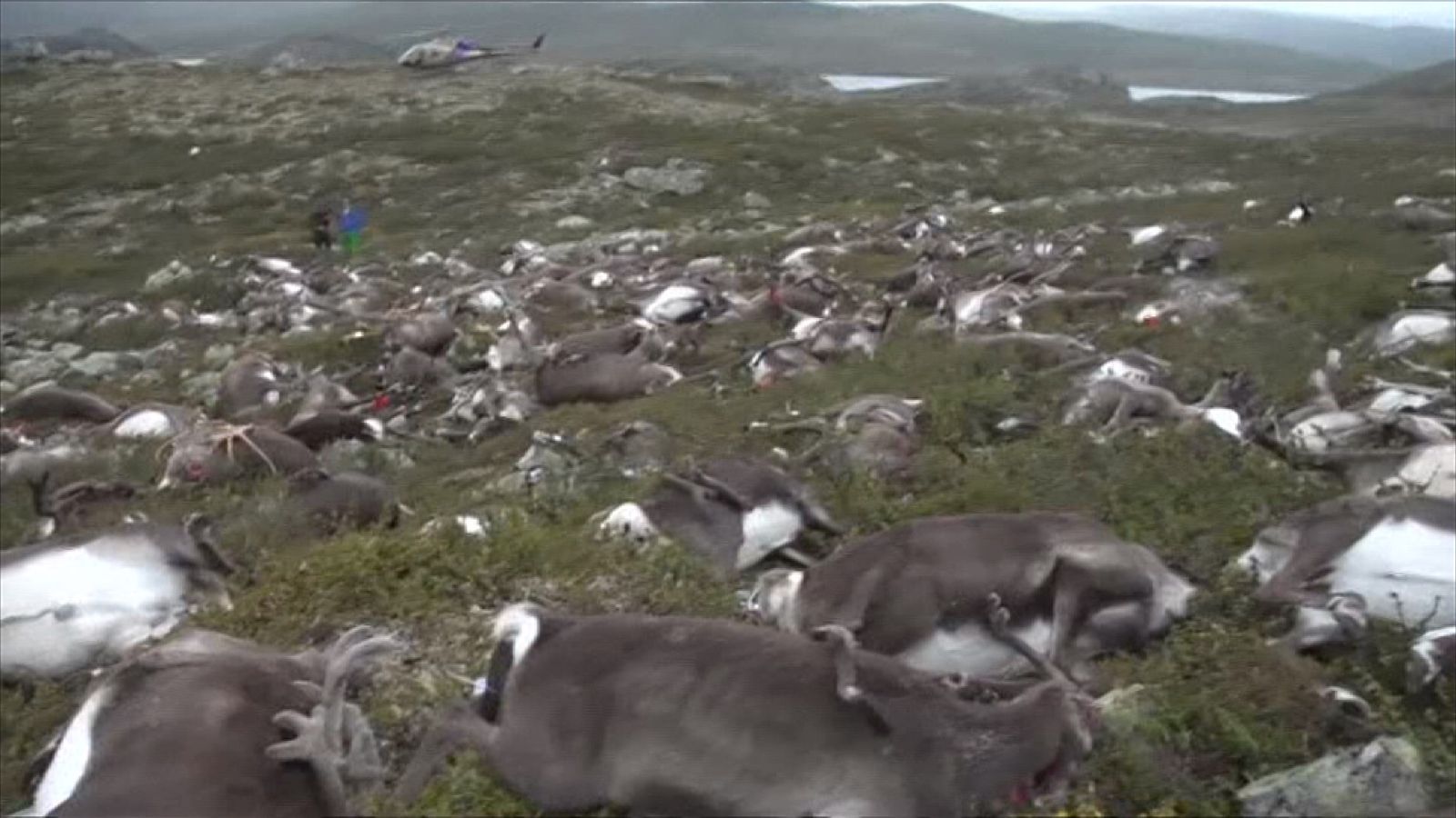 Lightning Strike Kills More Than 300 Reindeer | Scoop News | Sky News