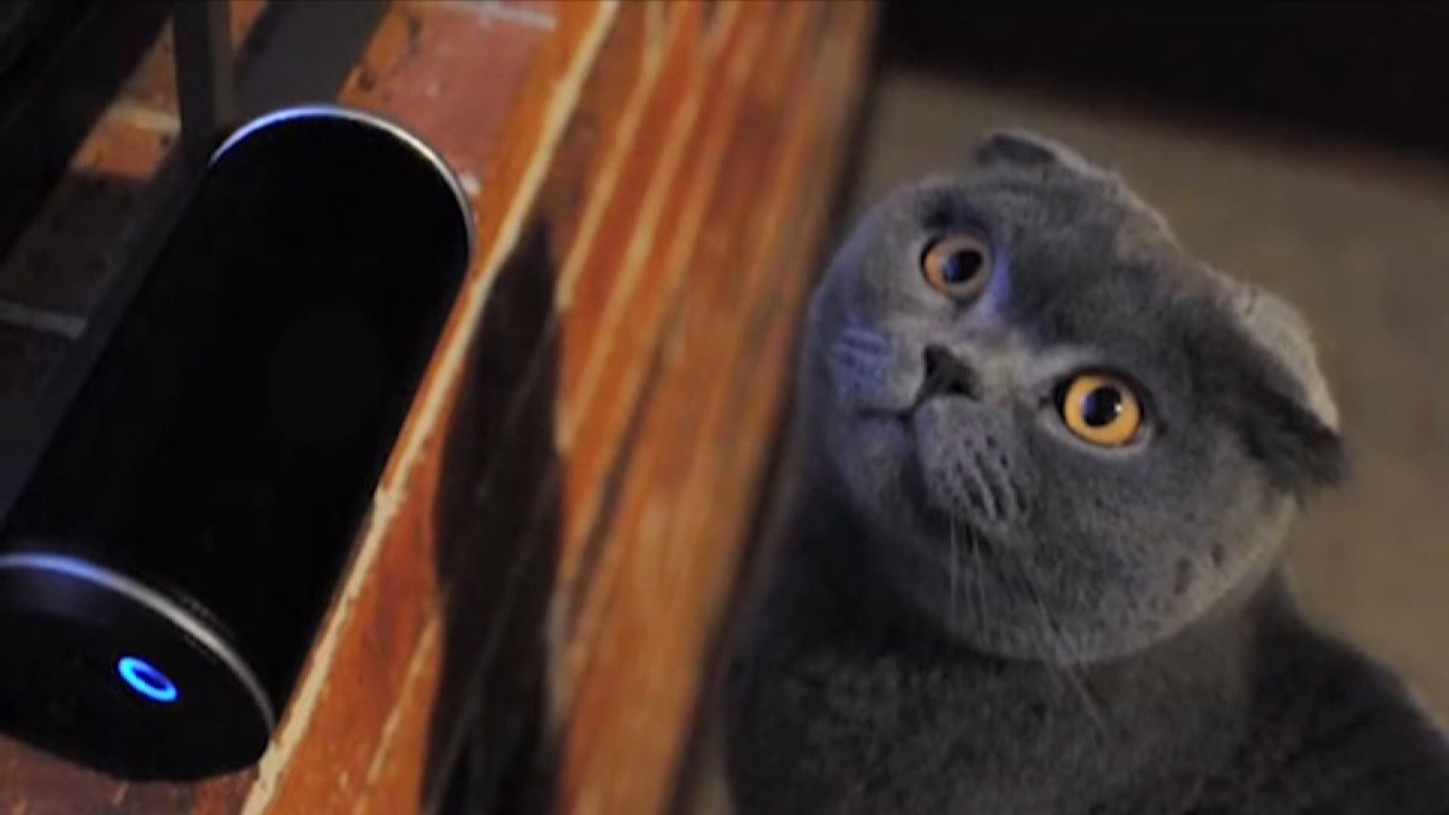 Roll Over Beethoven, This Music's For Cats | Scoop News | Sky News