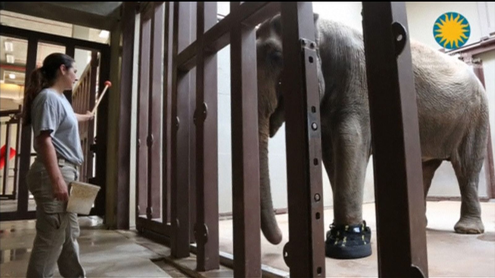 Special boots for arthritic elephant | Science, Climate & Tech News ...