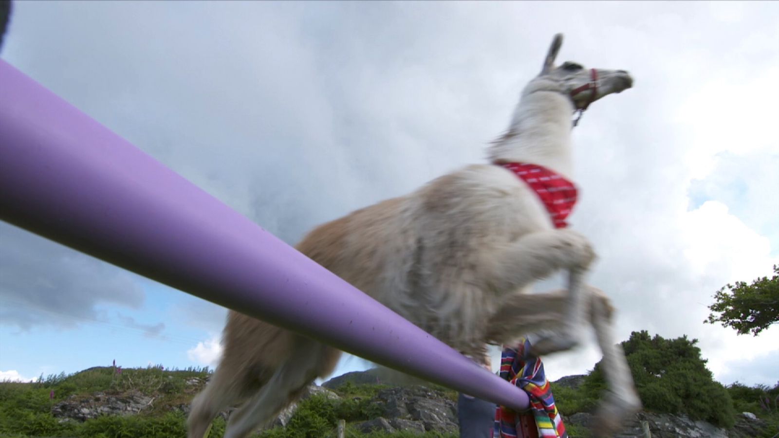Highest jumping llama and other world records | Scoop News | Sky News