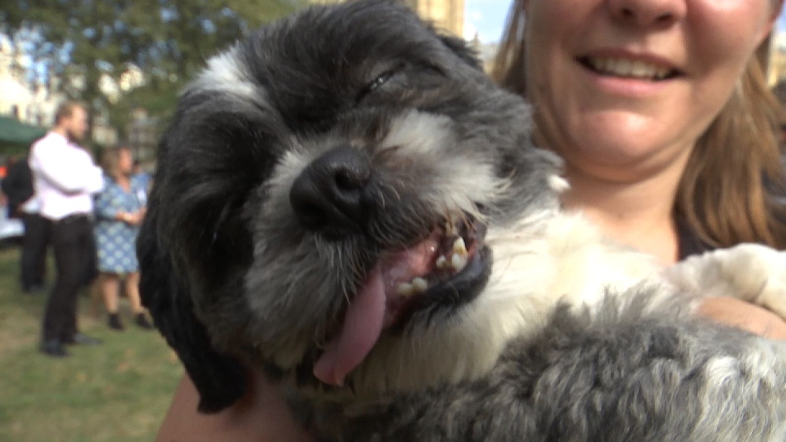 MPs Compete In Westminster Dog Of Year Awards | Scoop News | Sky News
