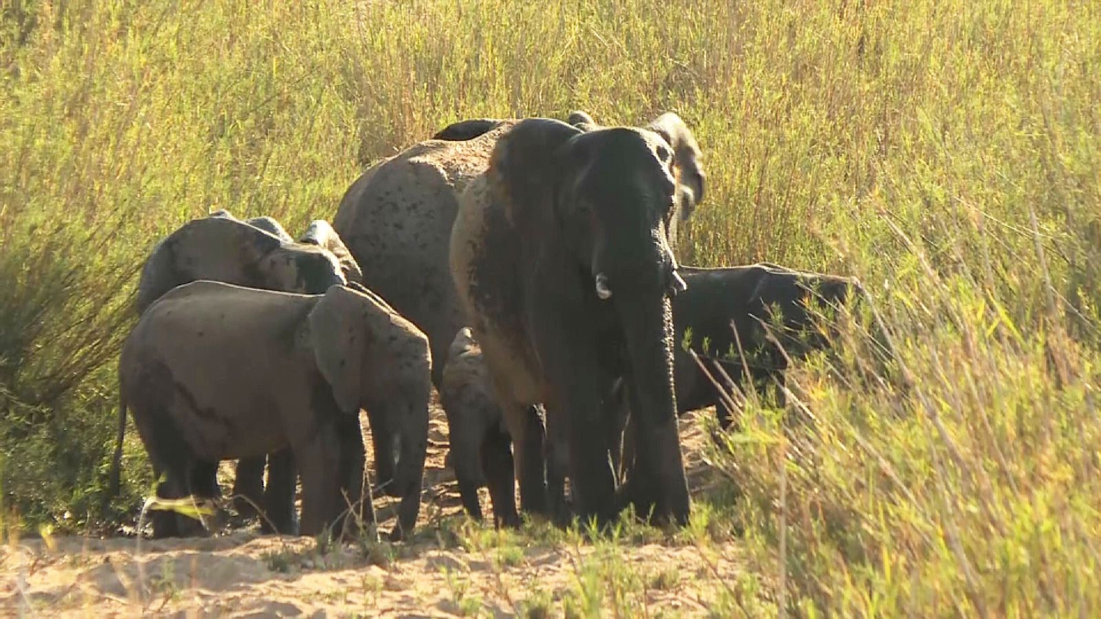 Wildlife conference in South Africa to help save elephants | World News ...