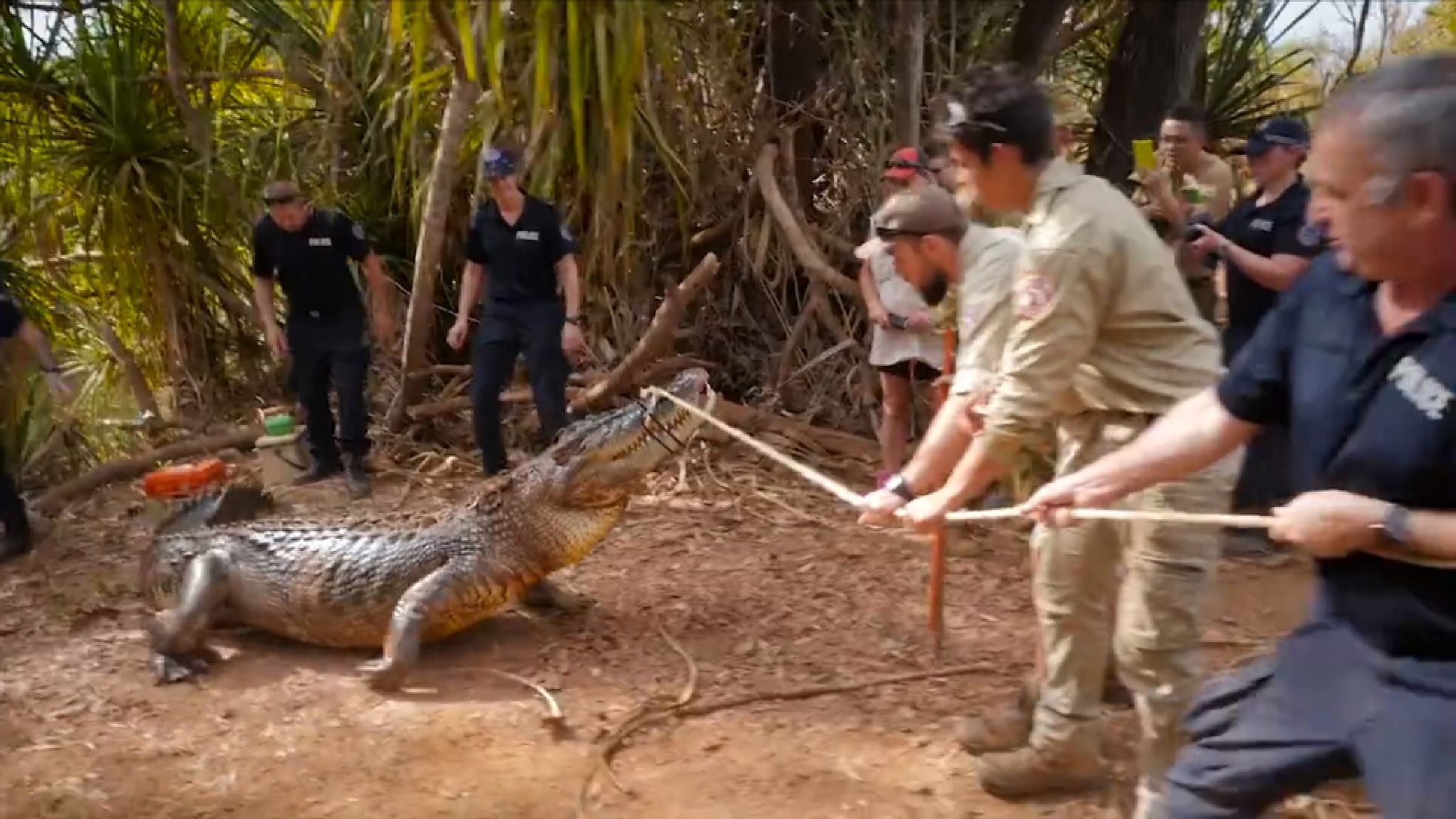 Police Trap 14ft Cattle-Eating Crocodile In Australia | World News ...