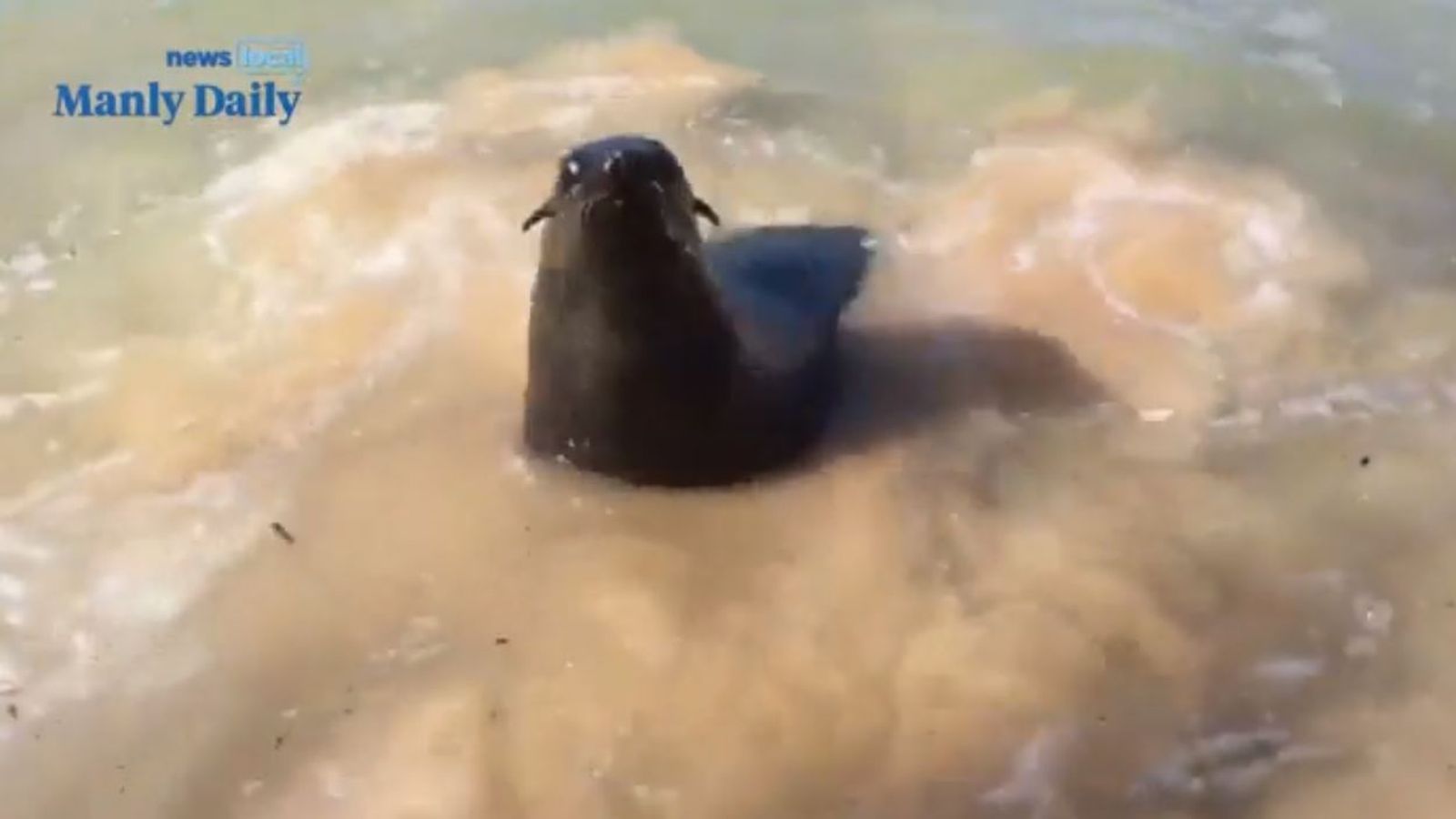 'Incredibly aggressive' seal attacks surfer at Sydney beach | World ...