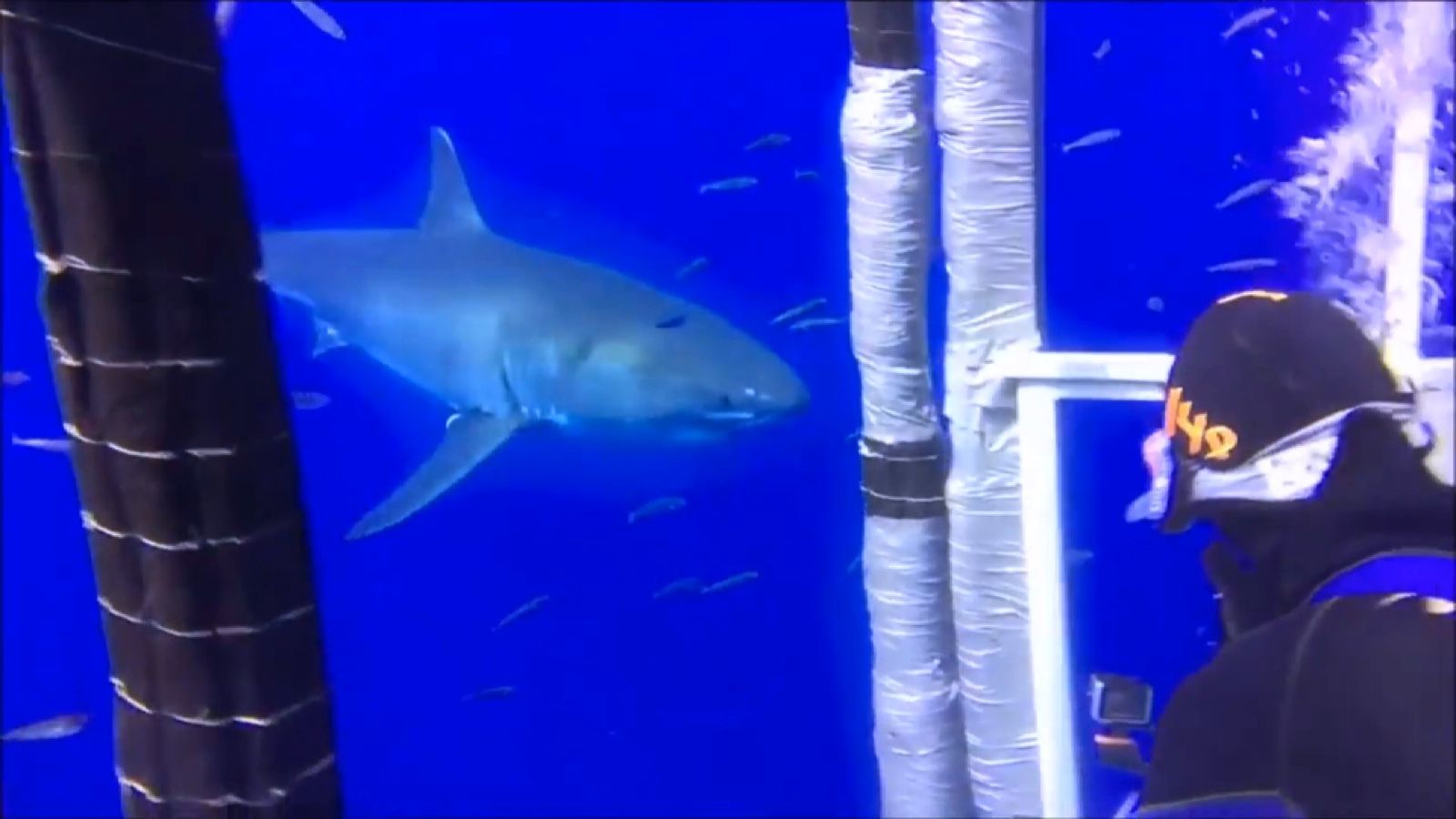 Shark-cage diver 'reborn' after close encounter with great white ...
