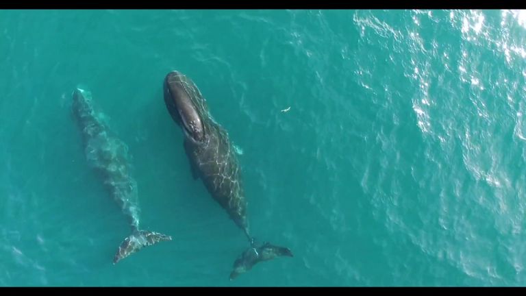 Rarely-seen Bowhead Whales filmed in the Arctic | Scoop News | Sky News