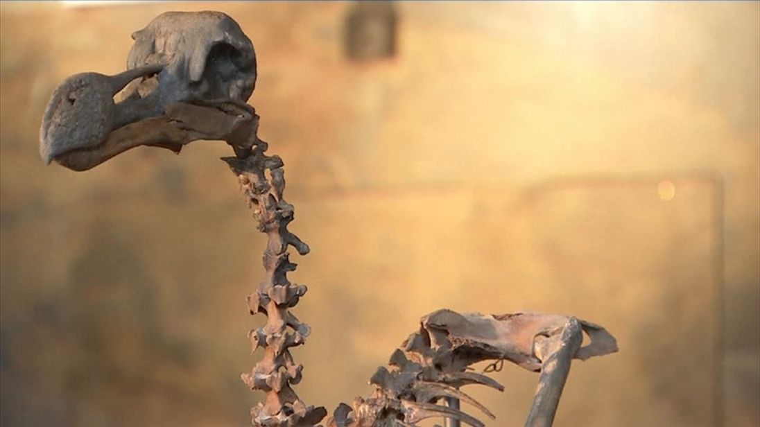 'Amazingly rare' dodo skeleton sells for more than £346k at auction