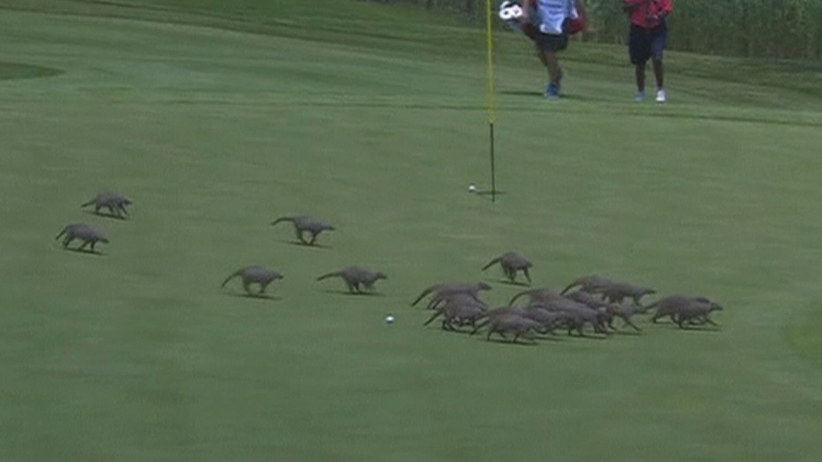 Mongoose invasion of golf course | Scoop News | Sky News