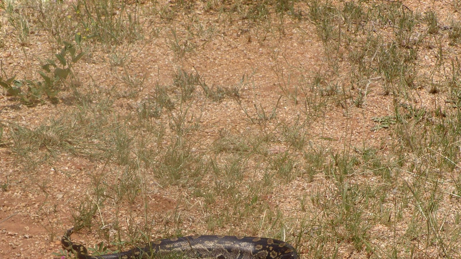 Python owner not guilty after snake killed two young boys in Canada ...