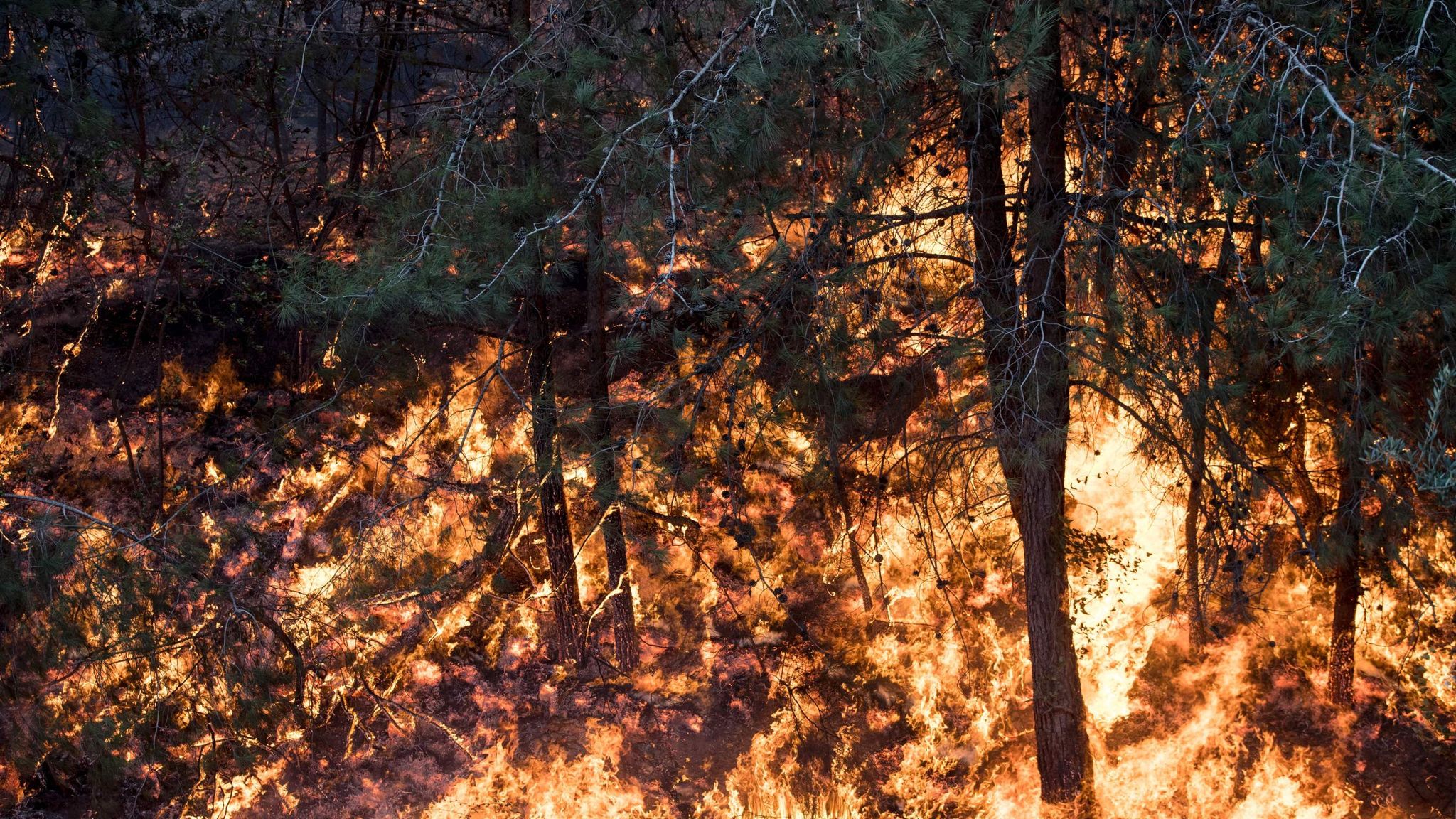 Arrests after massive wildfires in Israel branded 'arson terrorism ...