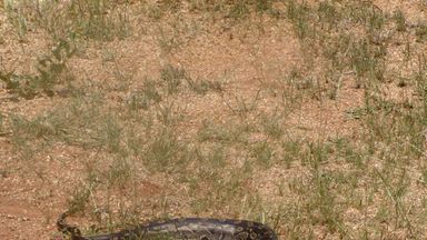 Python owner not guilty after snake killed two young boys in Canada ...