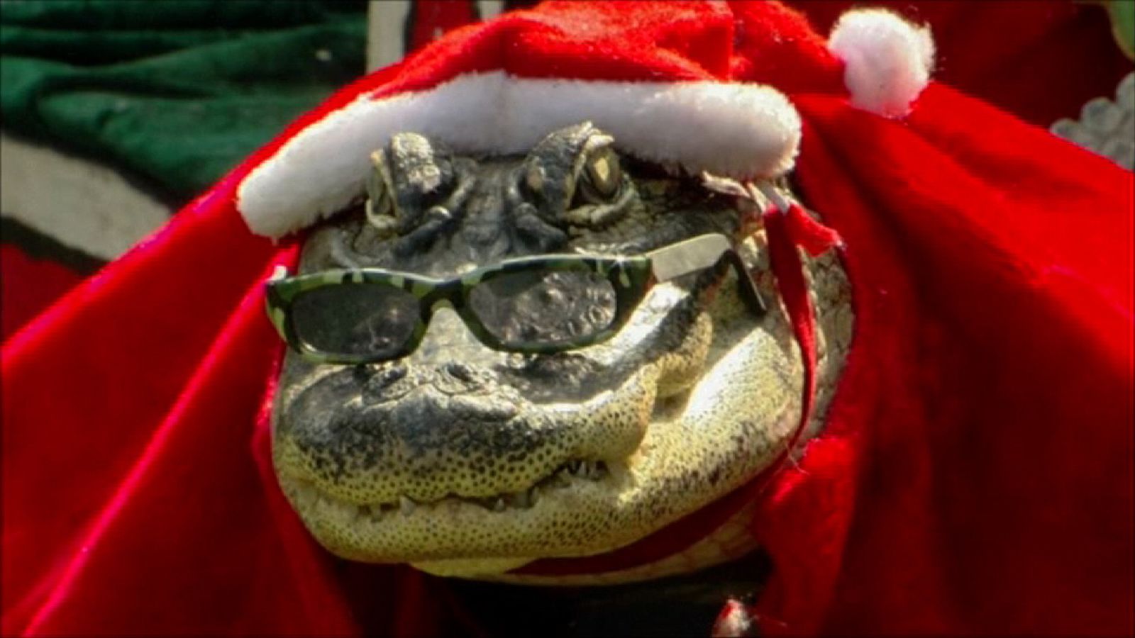 'Mommy' allowed to keep Gator Claus | Scoop News | Sky News