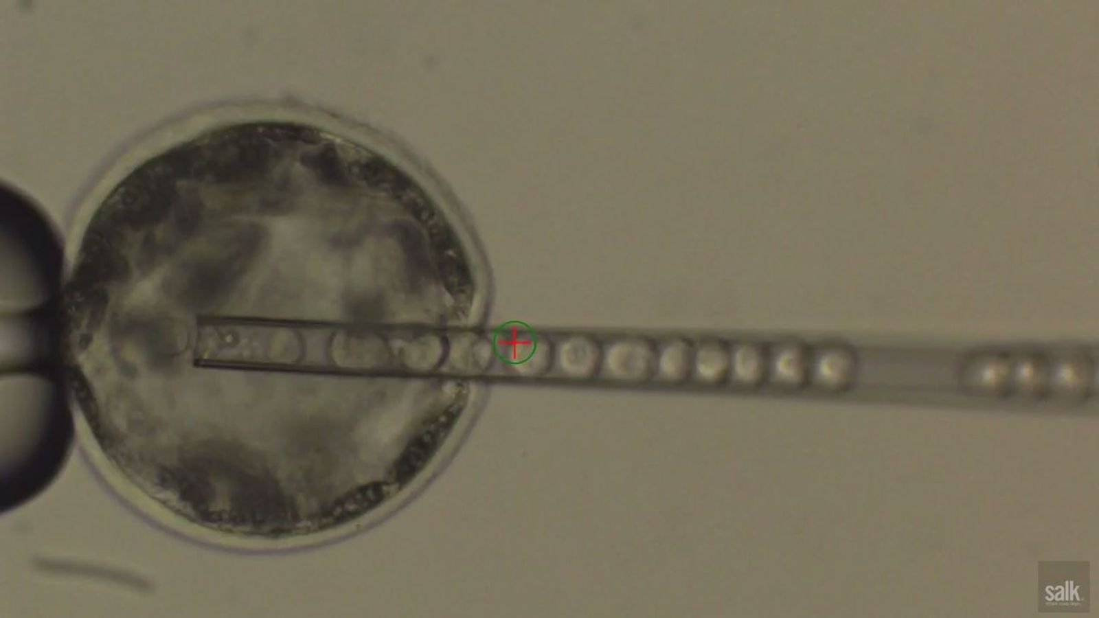 Human-pig 'chimera' embryo grown in lab | Science, Climate & Tech News ...