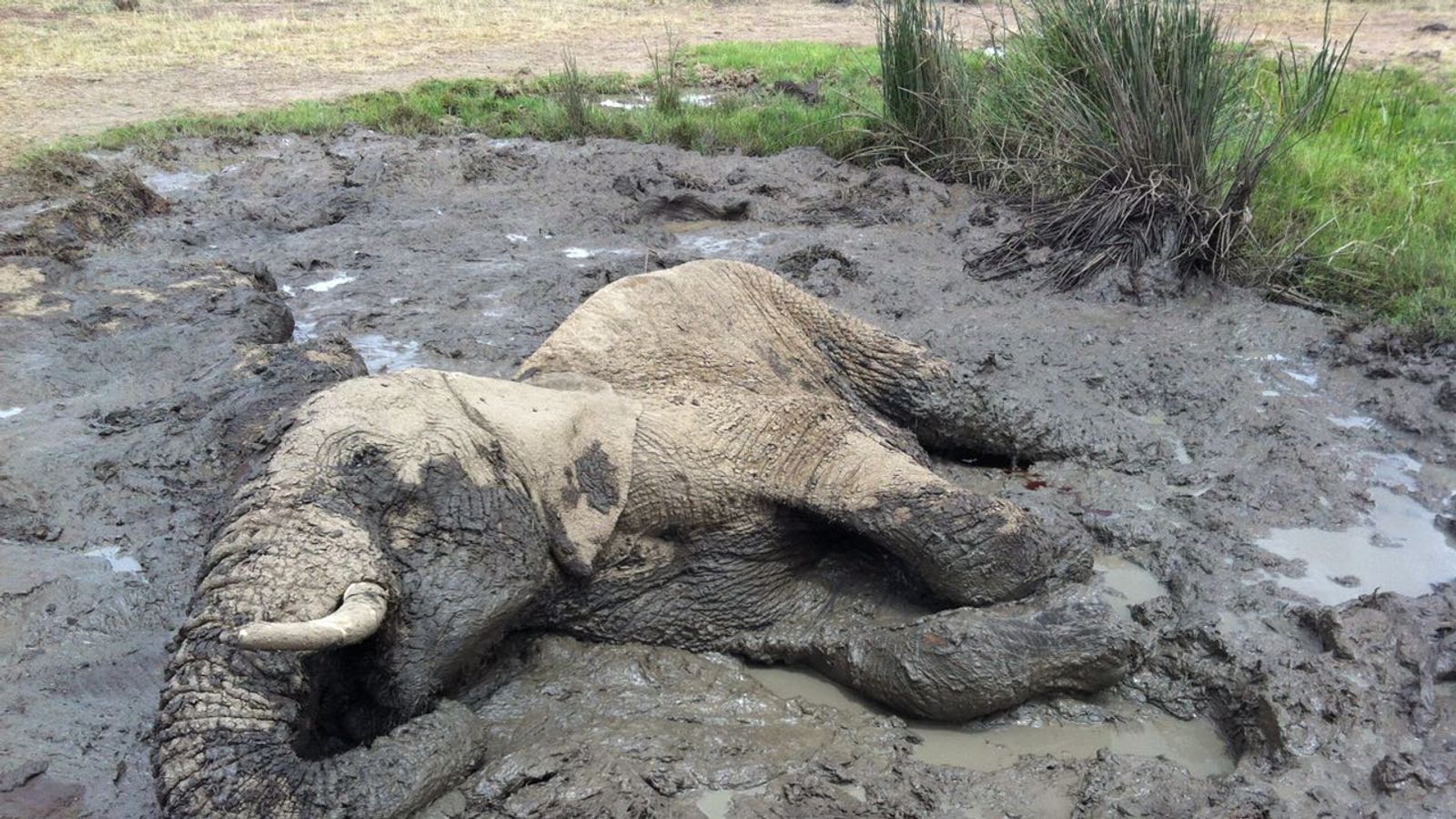 Sky Views: Elephant slaughter threatens the West | World News | Sky News