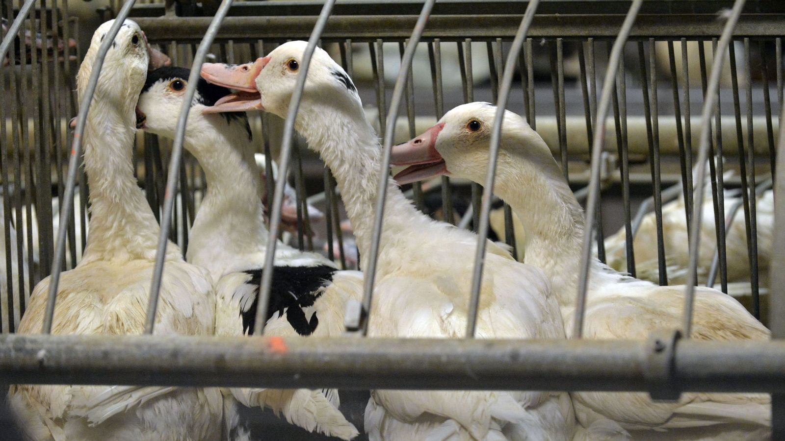 France orders cull of ducks after severe bird flu outbreak | World News ...