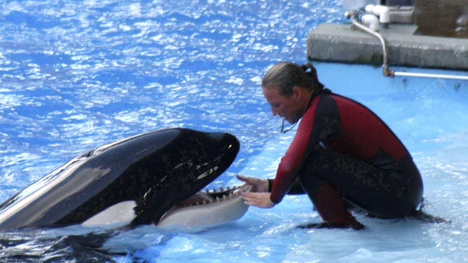 Blackfish: Orca Tilikum that killed Seaworld Orlando trainer dies ...