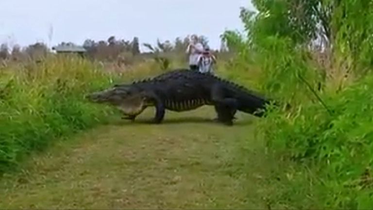 Enormous alligator surprises passers-by | Scoop News | Sky News