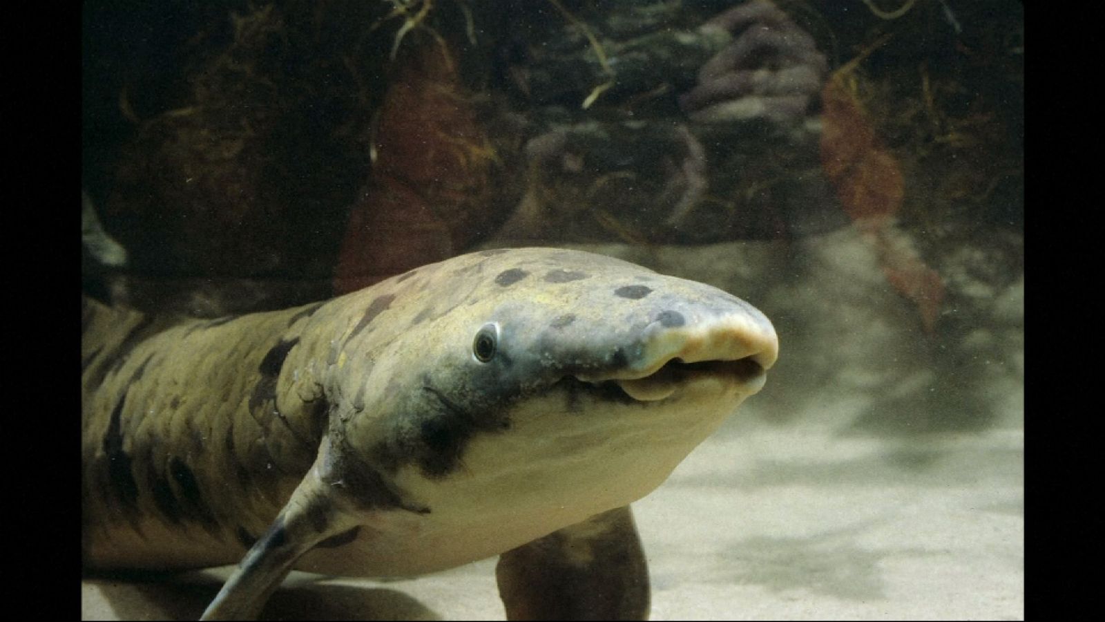 'Oldest' fish in captivity dies | Scoop News | Sky News