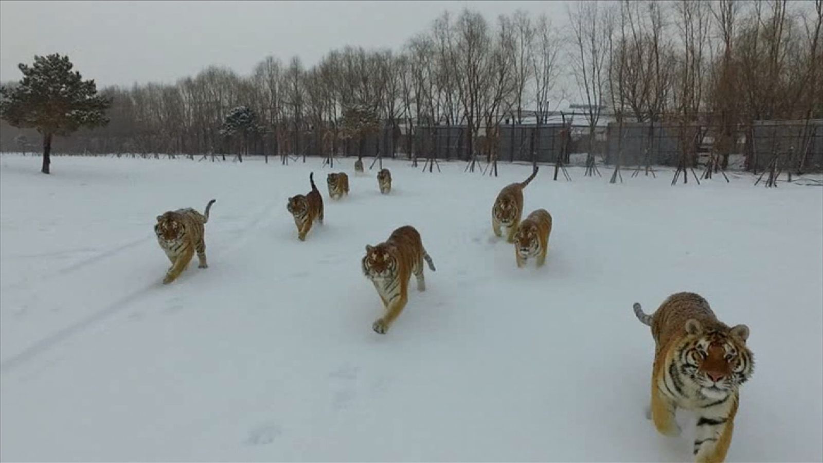 Tubby tigers get in shape by chasing drone | Scoop News | Sky News