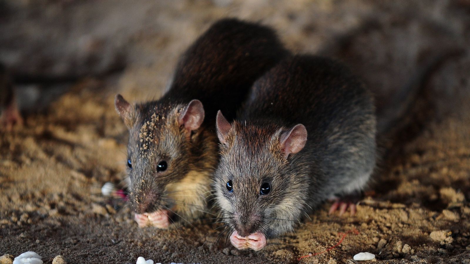 Health warning as deadly disease spread by rats kills New Yorker ...