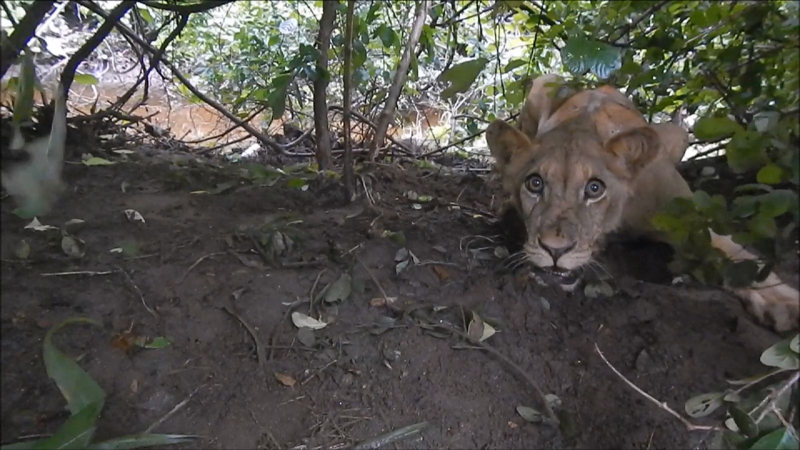 WATCH: Lion rescued from snare in Zimbabwe | World News | Sky News