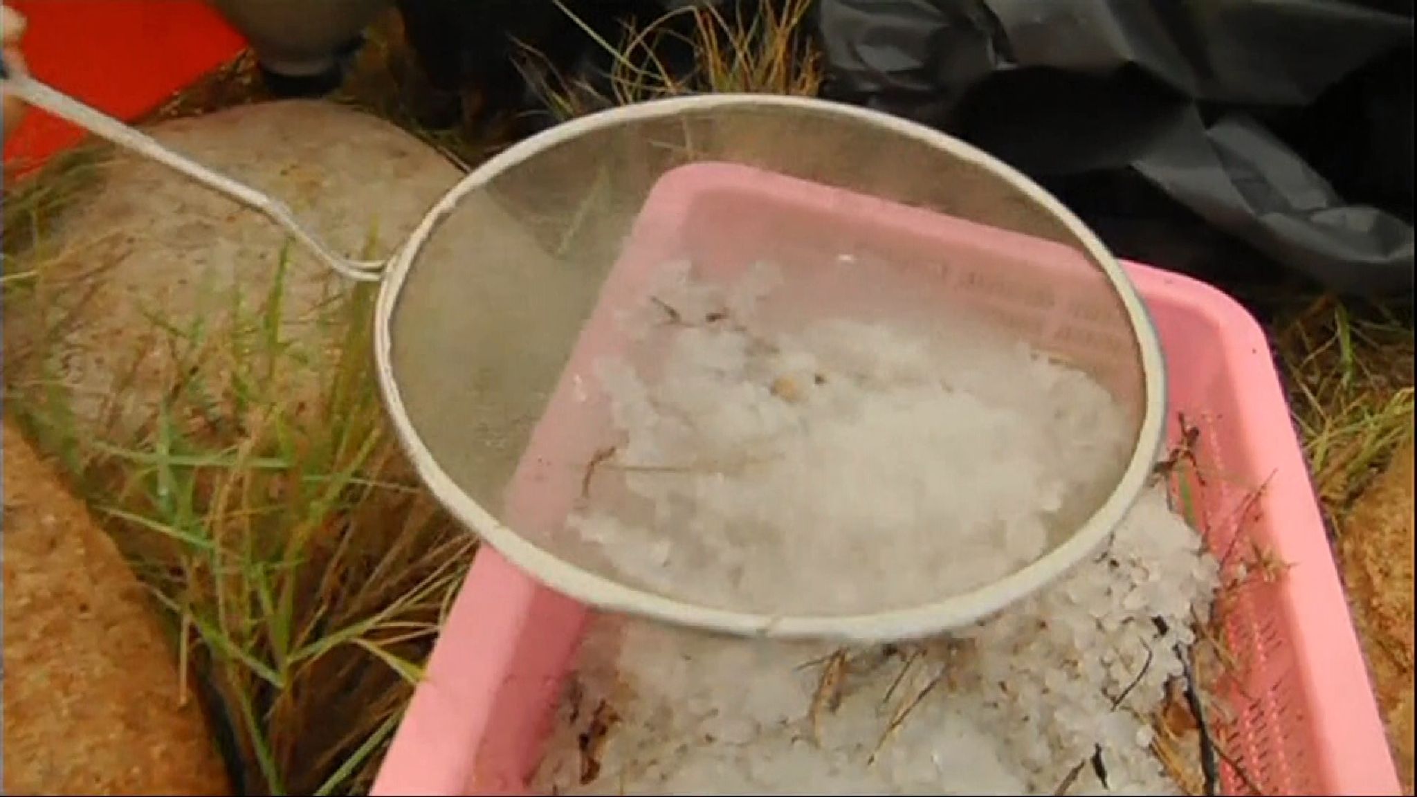 Nurdle hunt helps tackles millions of plastic pellets washed up on UK ...